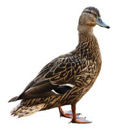 ParaVisie - De boodschap van jouw krachtdier