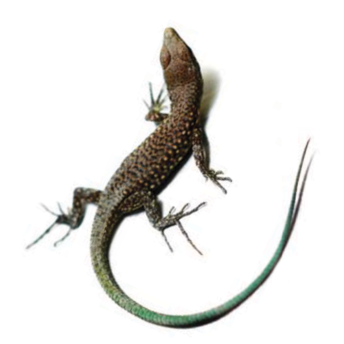 ParaVisie - De boodschap van jouw krachtdier